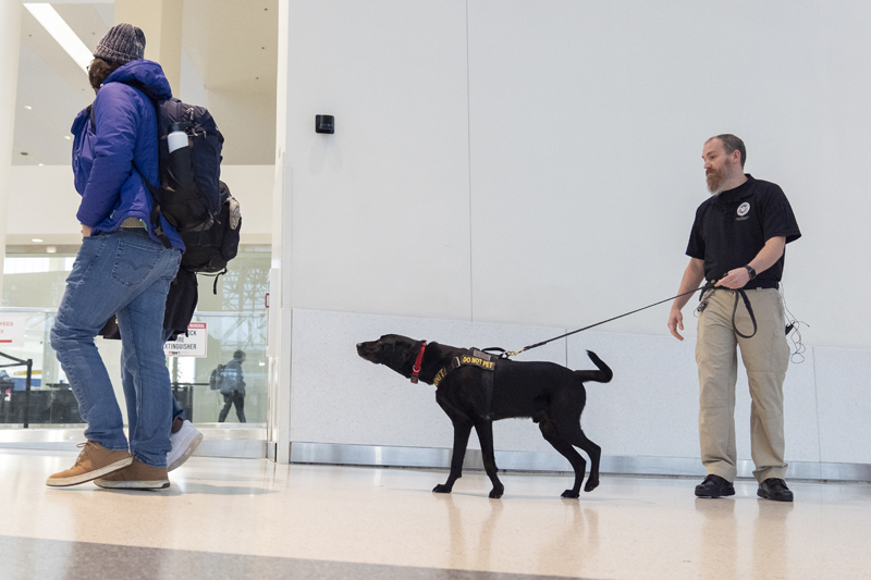 Argo the dog, a TSA calendar star, protects air travelers by sniffing ...